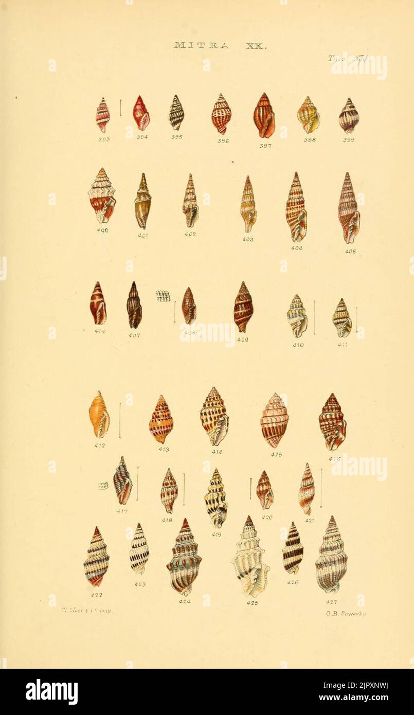 Thesaurus conchyliorum, or, Monographs of genera of shells (8294840240 ...