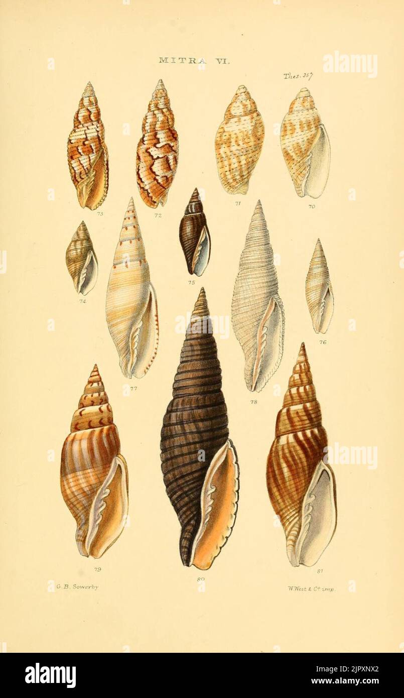 Thesaurus conchyliorum, or, Monographs of genera of shells (8294833300 ...