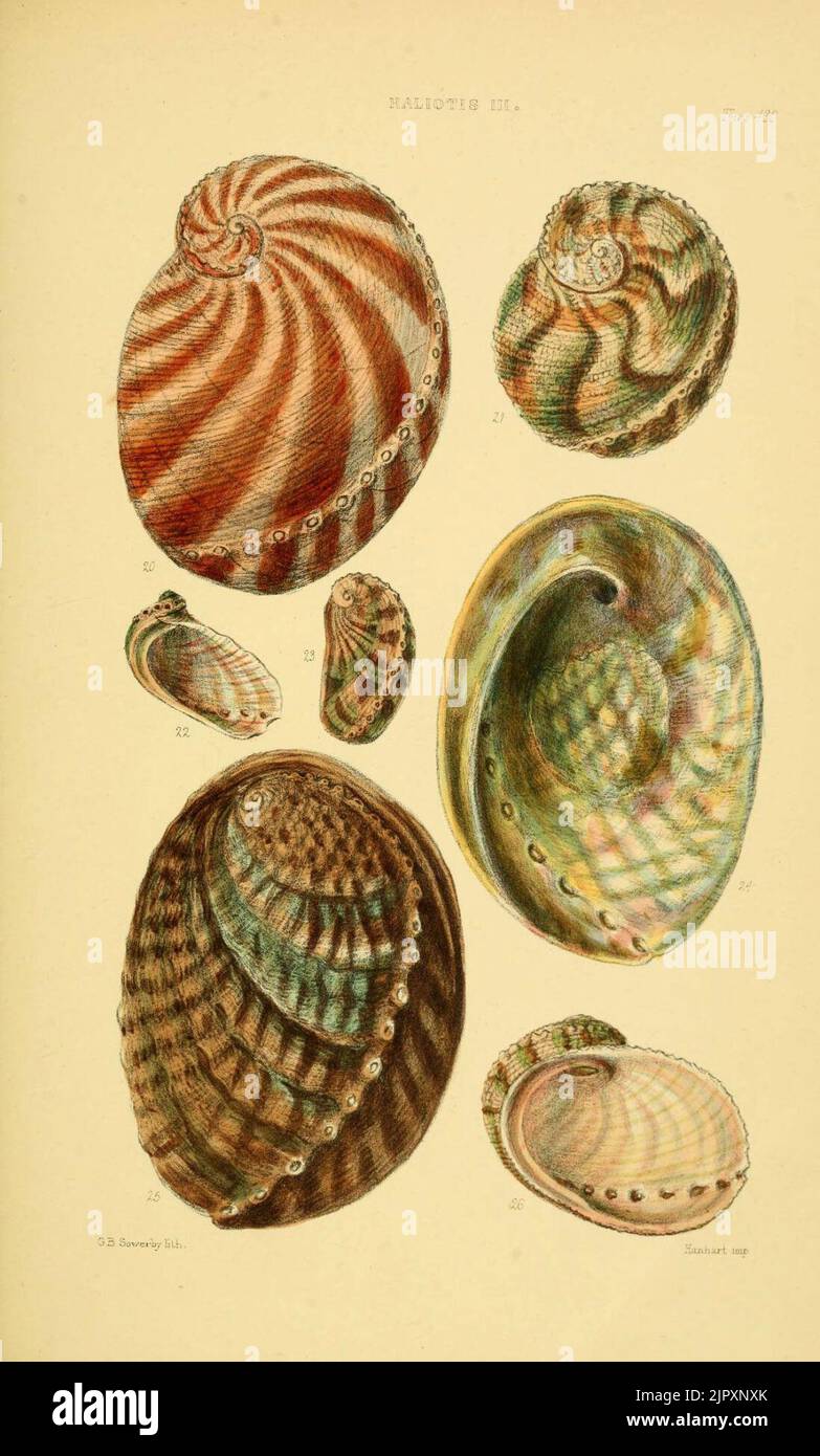 Thesaurus conchyliorum, or, Monographs of genera of shells (Thes. pl ...