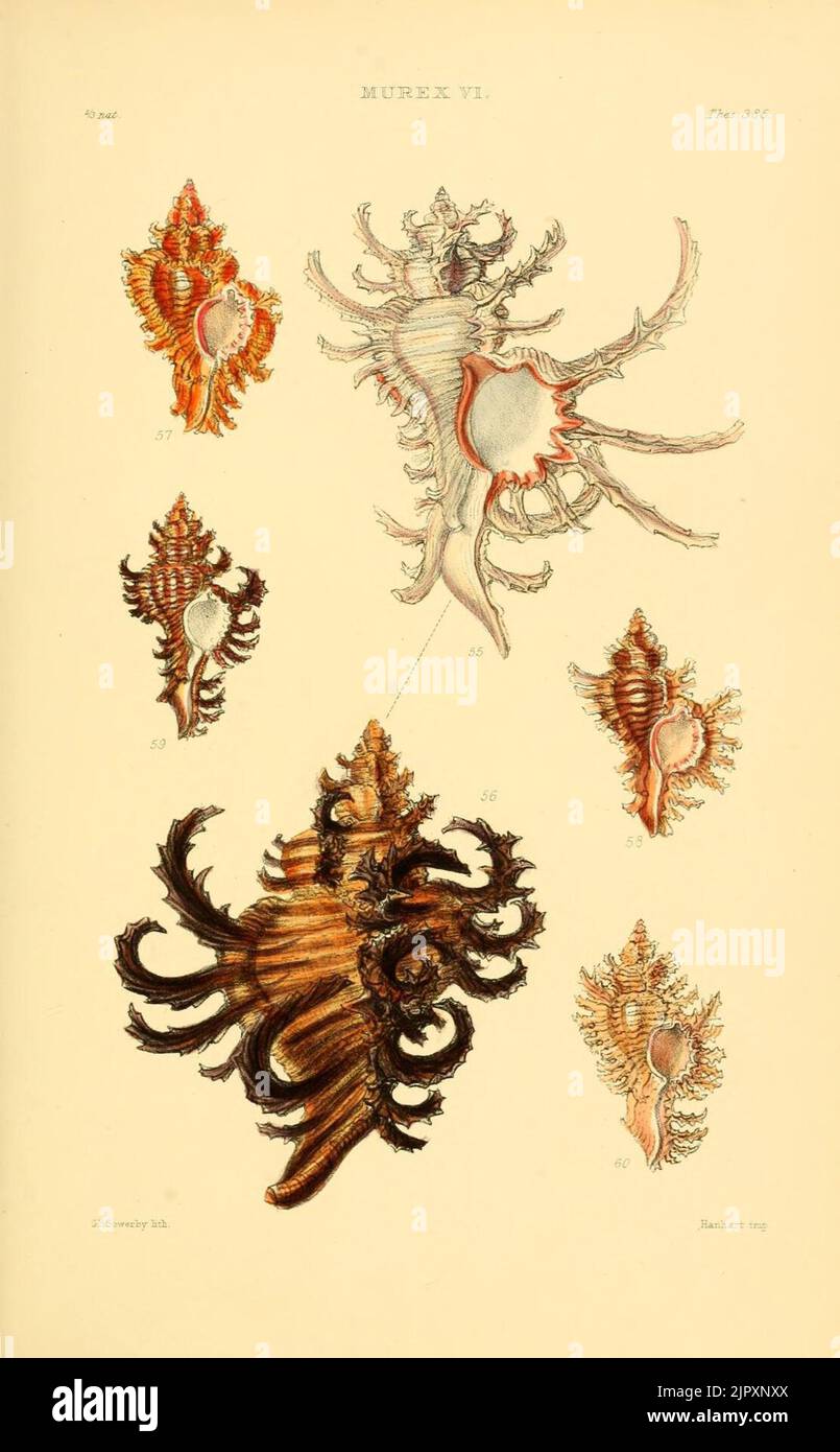 Thesaurus conchyliorum, or, Monographs of genera of shells (8294847184 ...