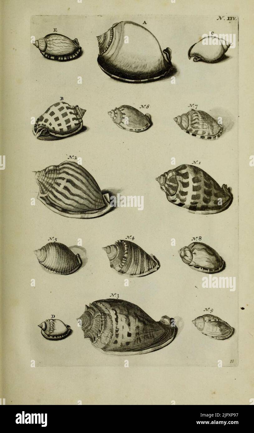 Testaceorum hi-res stock photography and images - Alamy