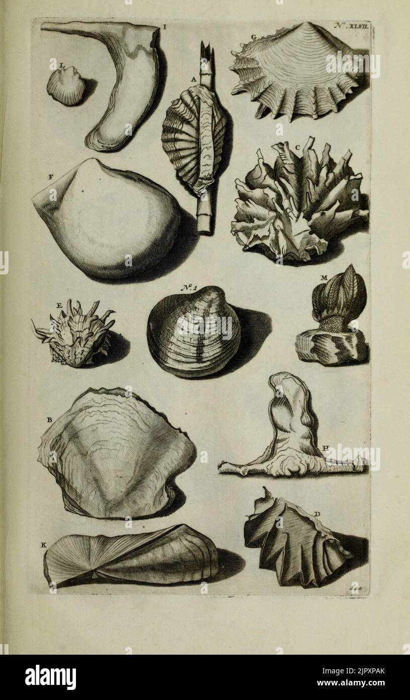 Thesaurus imaginum piscium testaceorum (20580764988 Stock Photo - Alamy