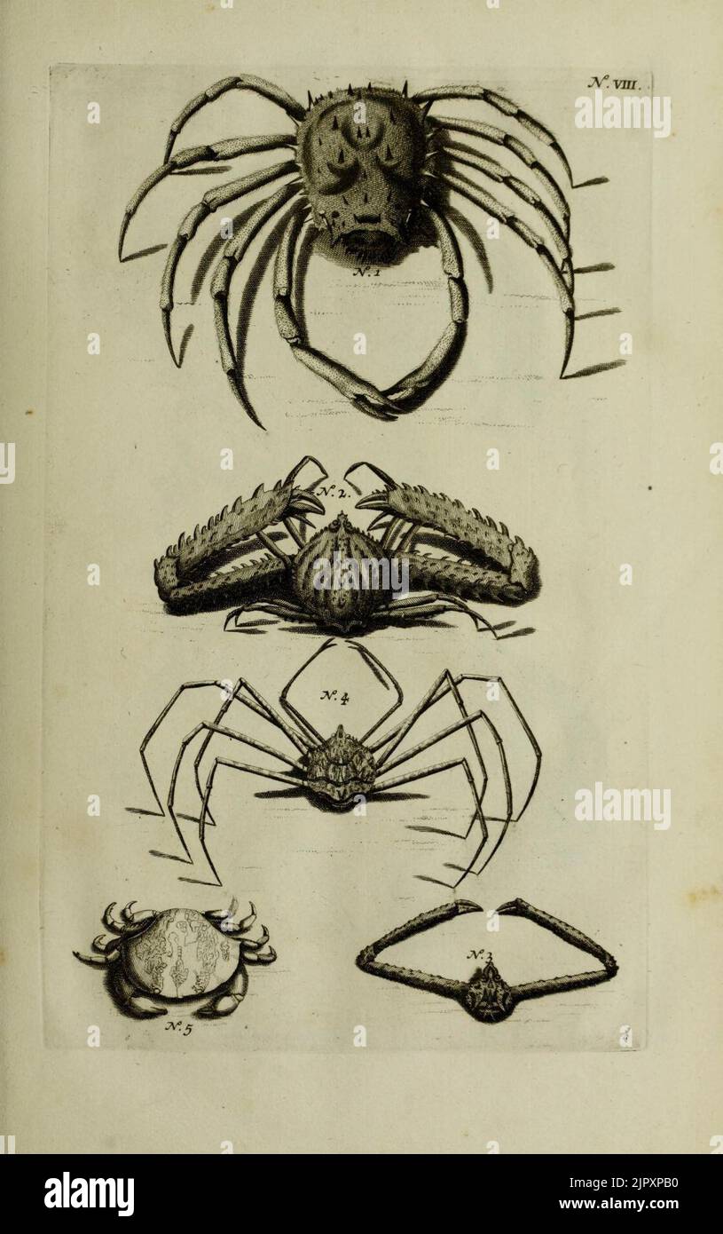 Thesaurus imaginum piscium testaceorum (20147624333 Stock Photo - Alamy