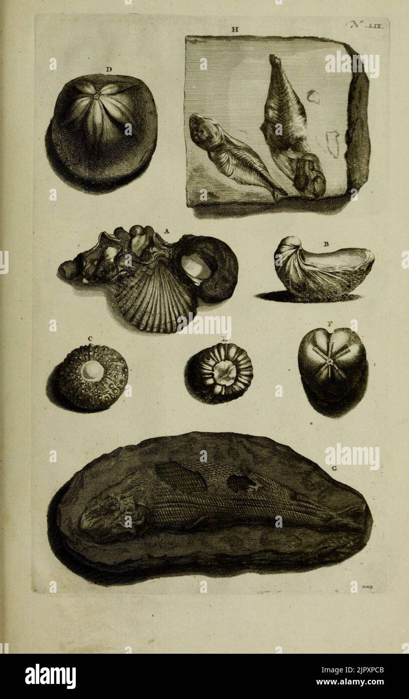 Thesaurus imaginum piscium testaceorum (20775748741 Stock Photo - Alamy