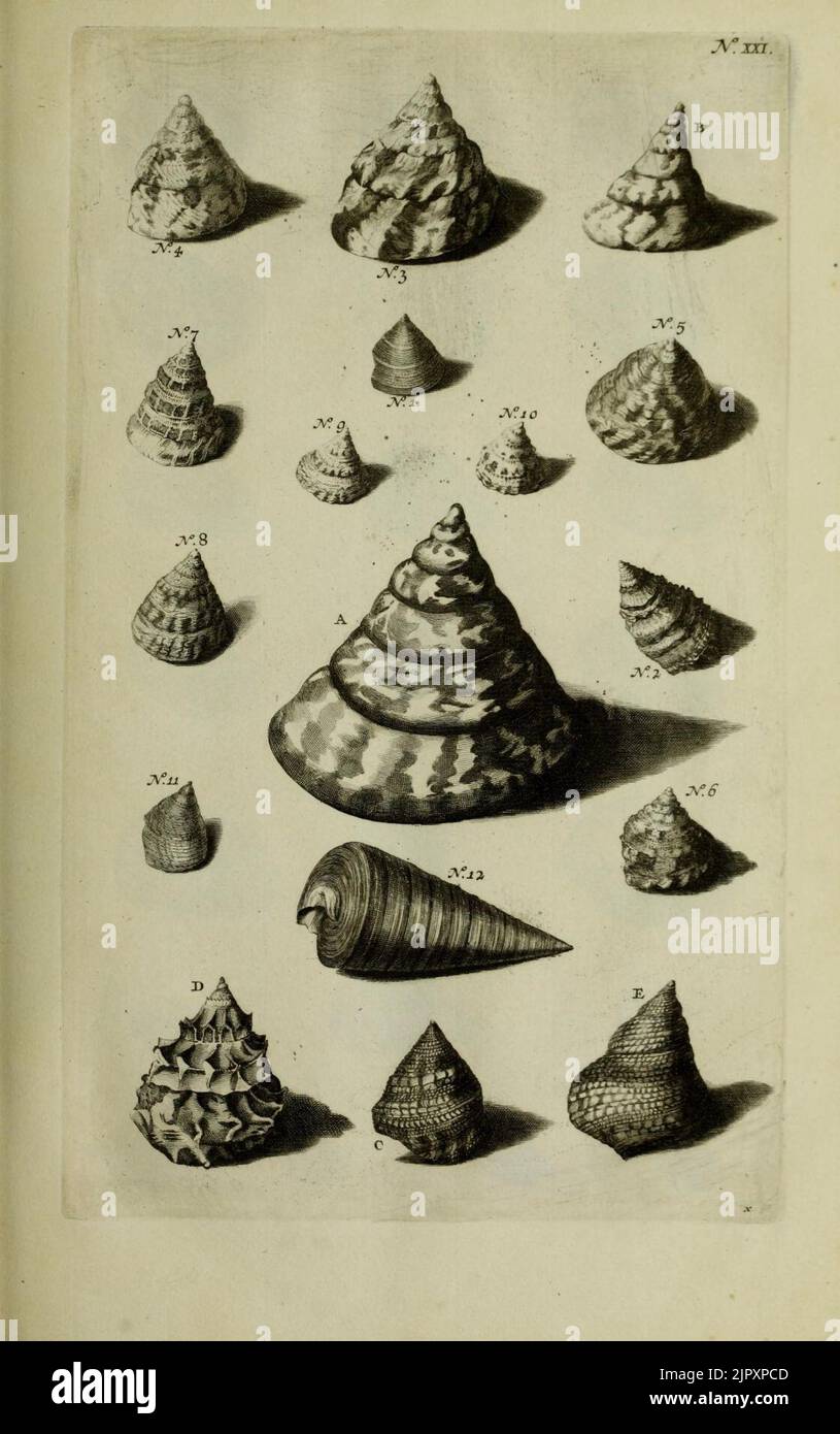 Thesaurus imaginum piscium testaceorum (20768648315 Stock Photo - Alamy