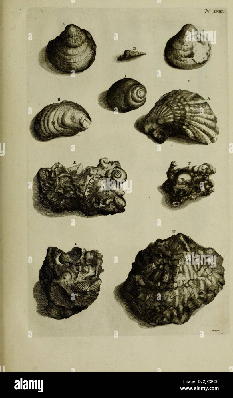 Testaceorum hi-res stock photography and images - Alamy