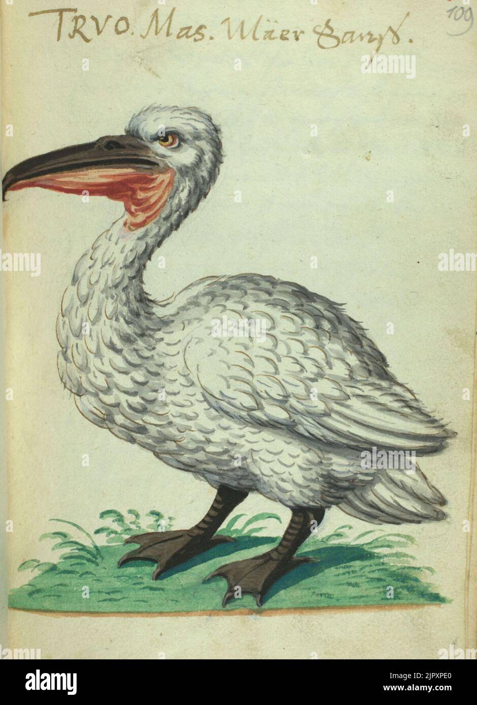 Thesaurus Picturarum Krauskopfpelikan Stock Photo - Alamy