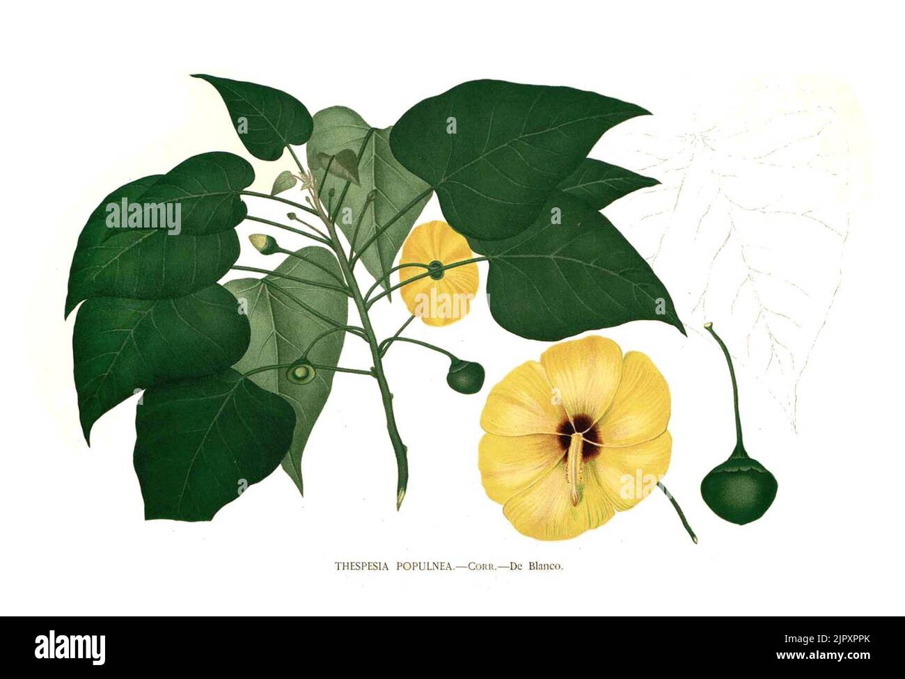 Thespesia populnea Blanco 2 clean Stock Photo - Alamy