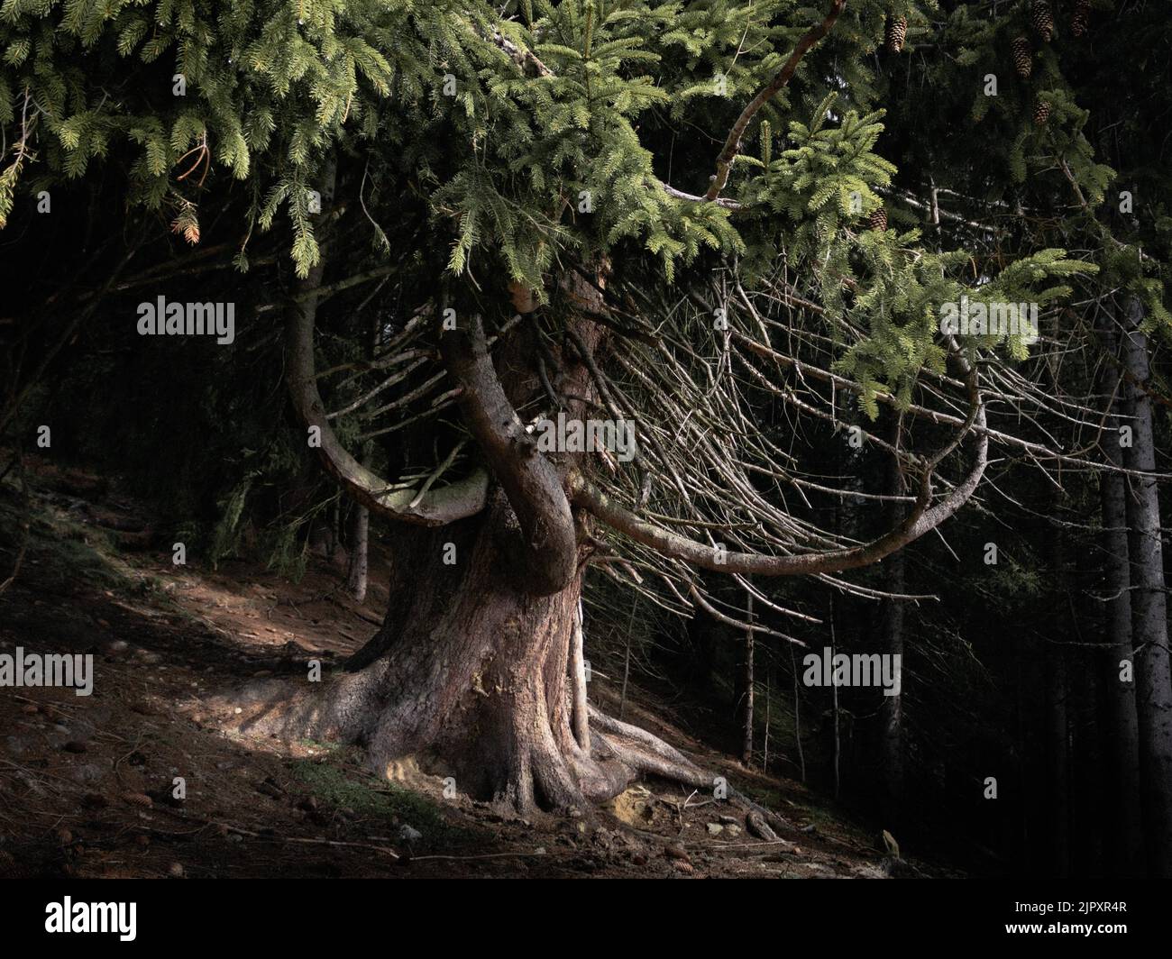 A massive tree on a hill in the middle of a dense forest with a dark ...