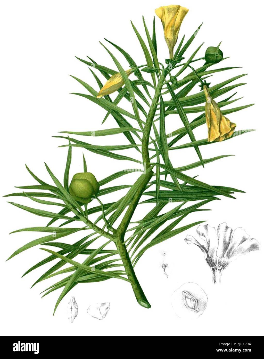 Thevetia peruviana Blanco1.45-cropped Stock Photo - Alamy