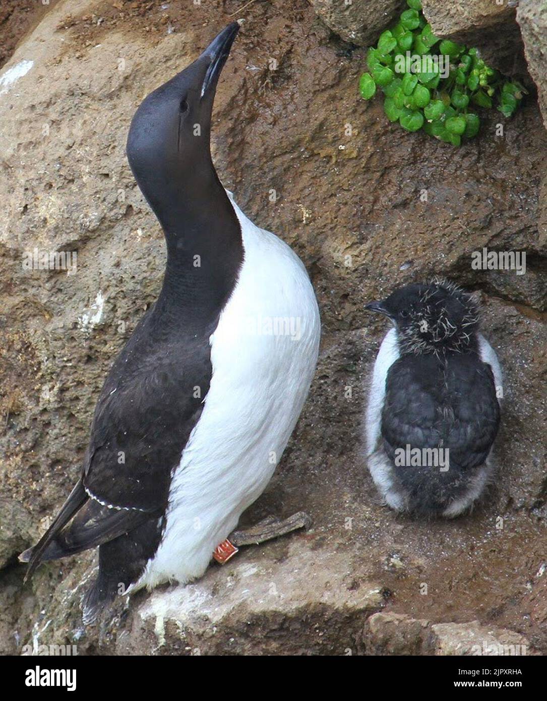 Thick-billed Murres on Buldir by Mckenzie Mudge USFWS Stock Photo - Alamy