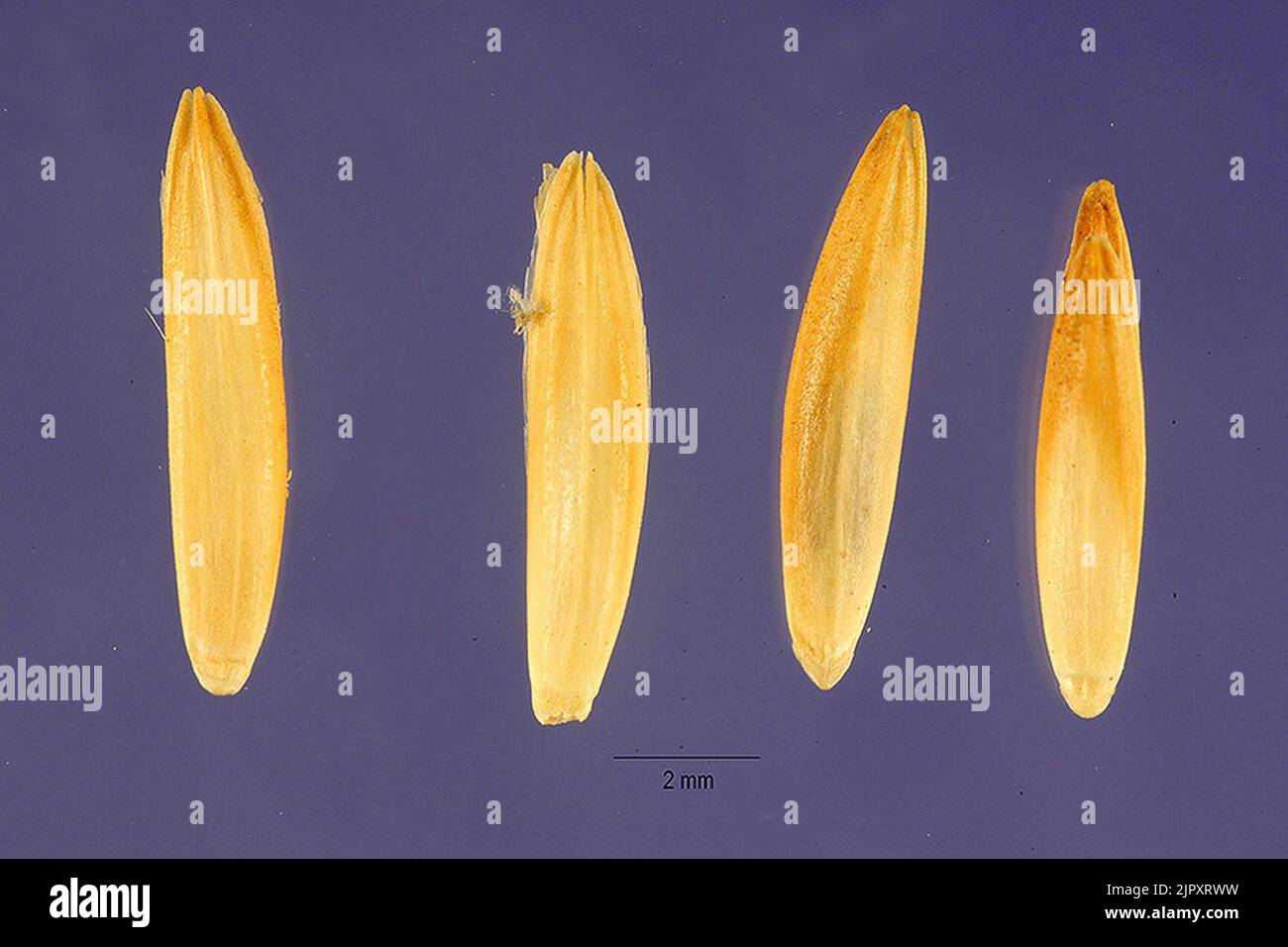 Thinopyrum intermedium hi-res stock photography and images - Alamy