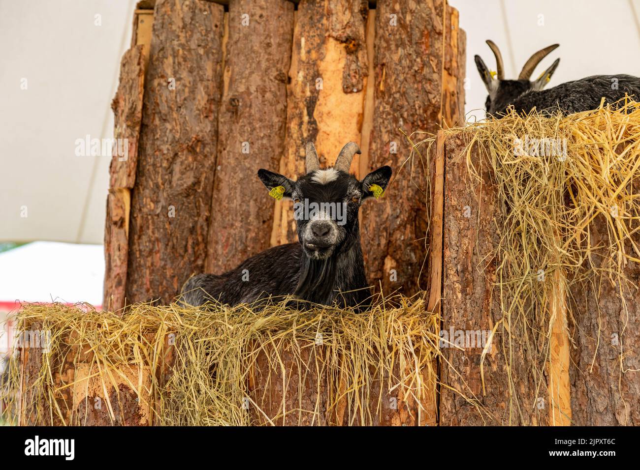 Two black goats sitting on dry hay Stock Photo - Alamy