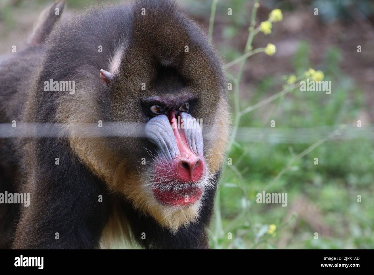 A portrait of baboon monkey with an angry face Stock Photo - Alamy