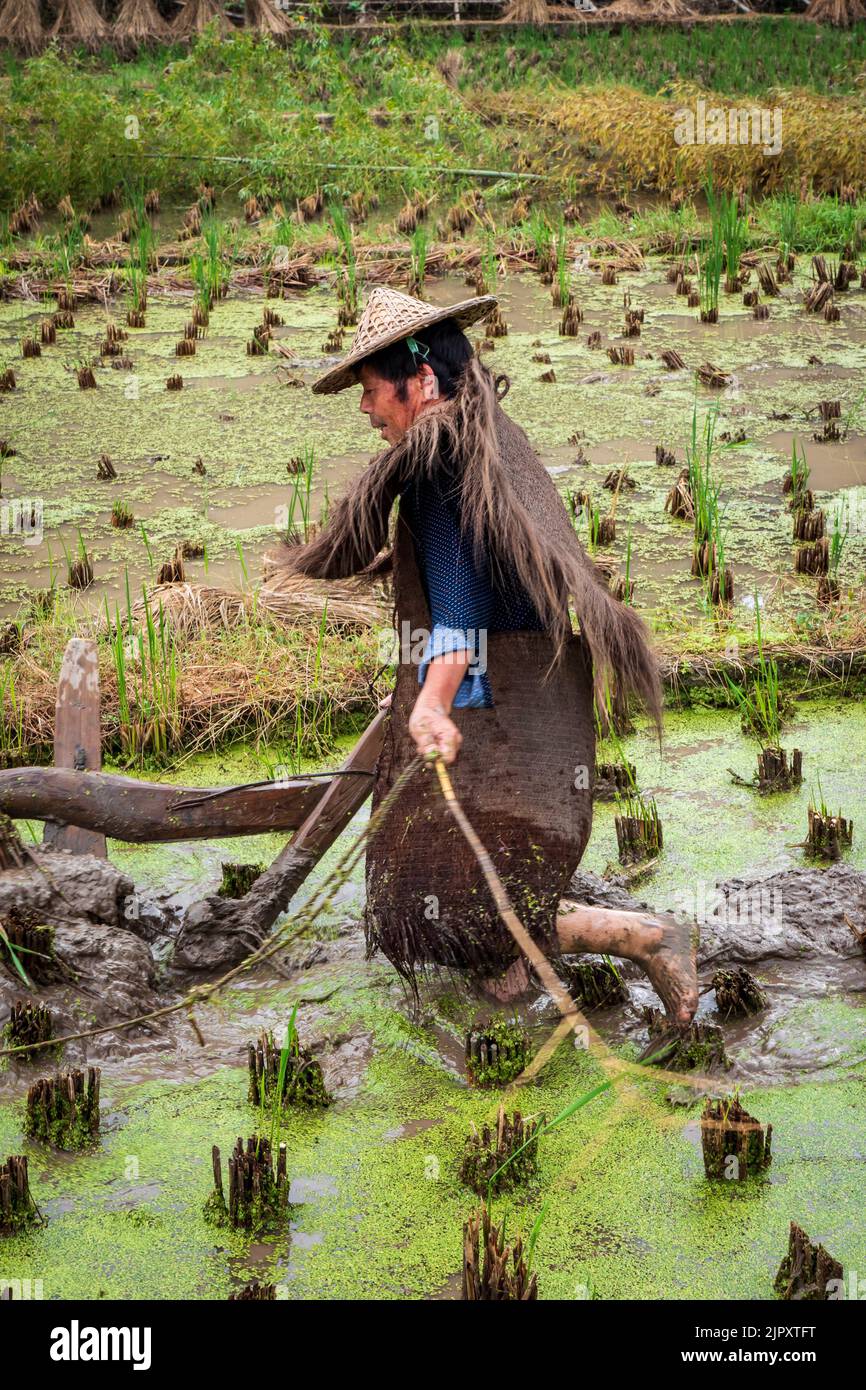 China rice farming hi-res stock photography and images - Alamy