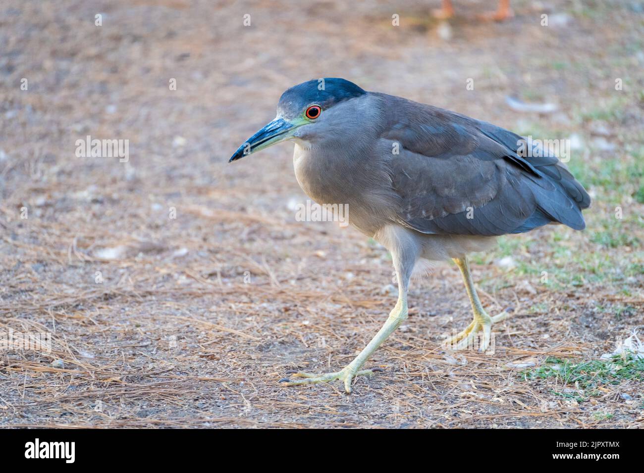 A small bird walking on ground Stock Photo - Alamy