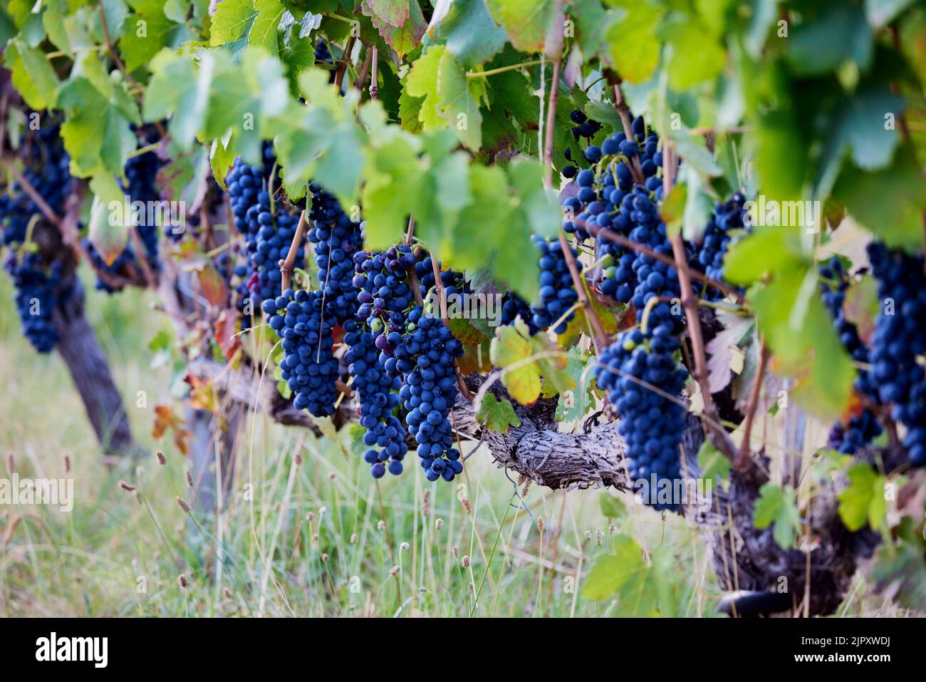The grapes in Wine Estate, Tulbagh Valley, Western Cape, South Africa ...
