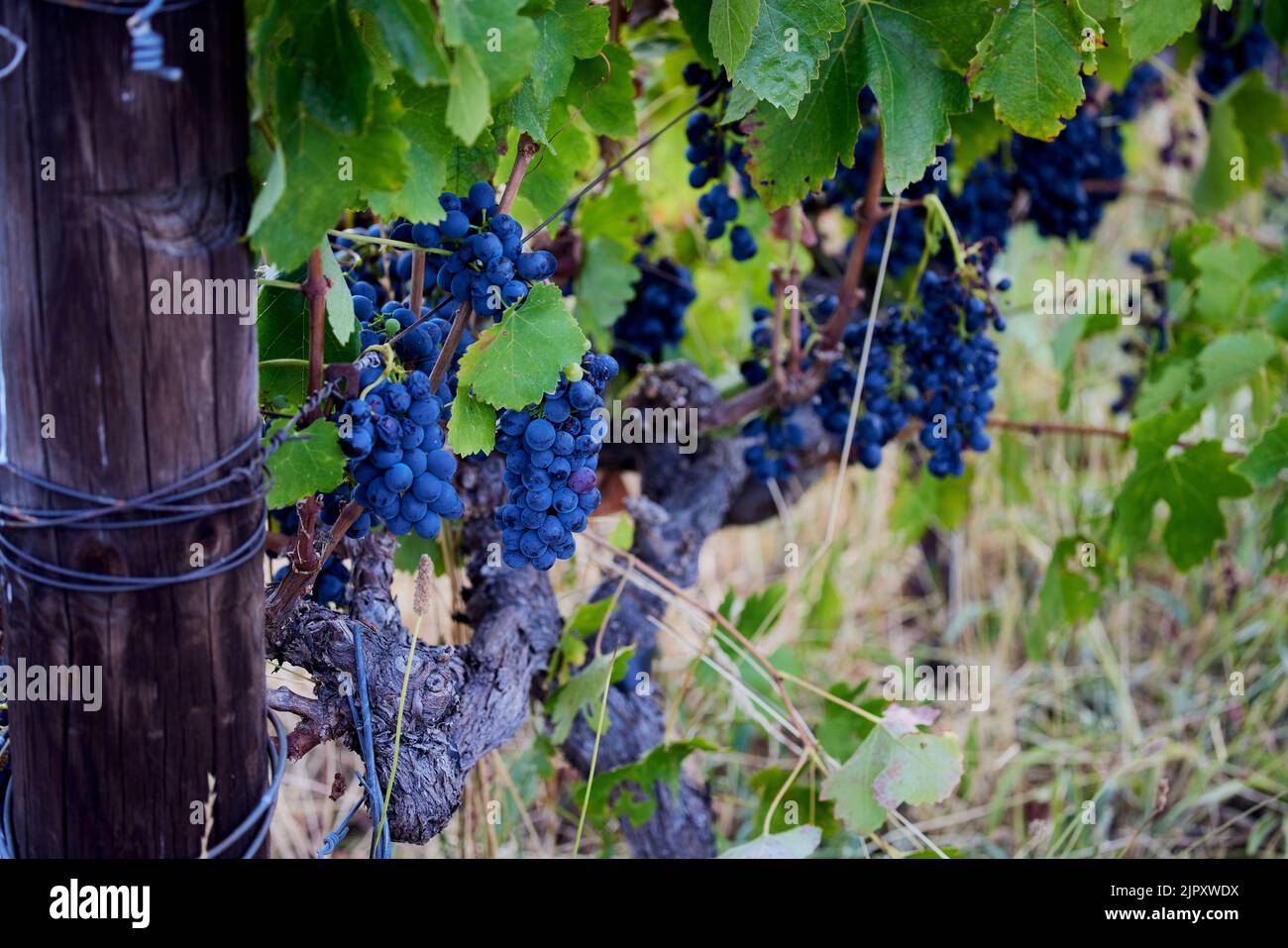 The grapes in Wine Estate, Tulbagh Valley, Western Cape, South Africa ...