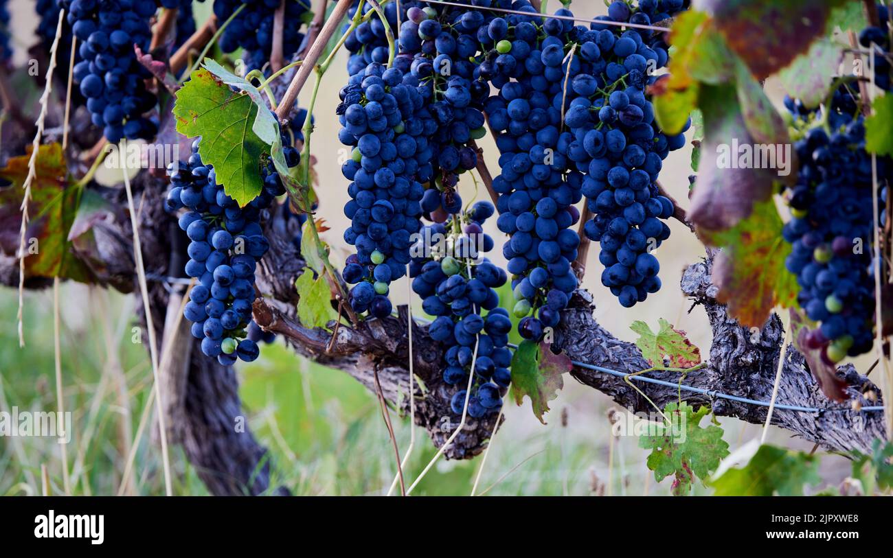 The grapes in Wine Estate, Tulbagh Valley, Western Cape, South Africa ...