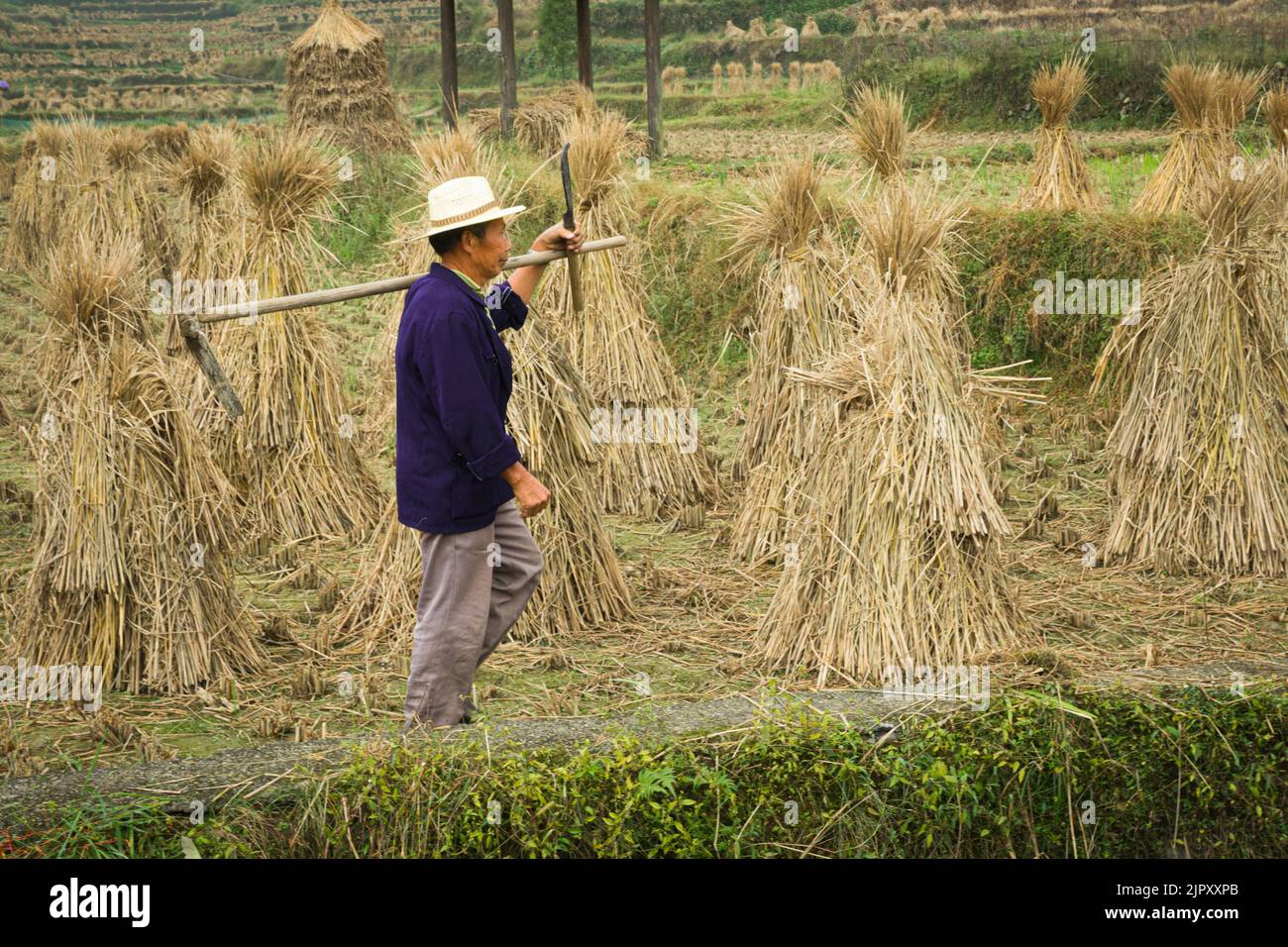 Terraced rice paddy fields provide a scenic agricultural beauty in ...