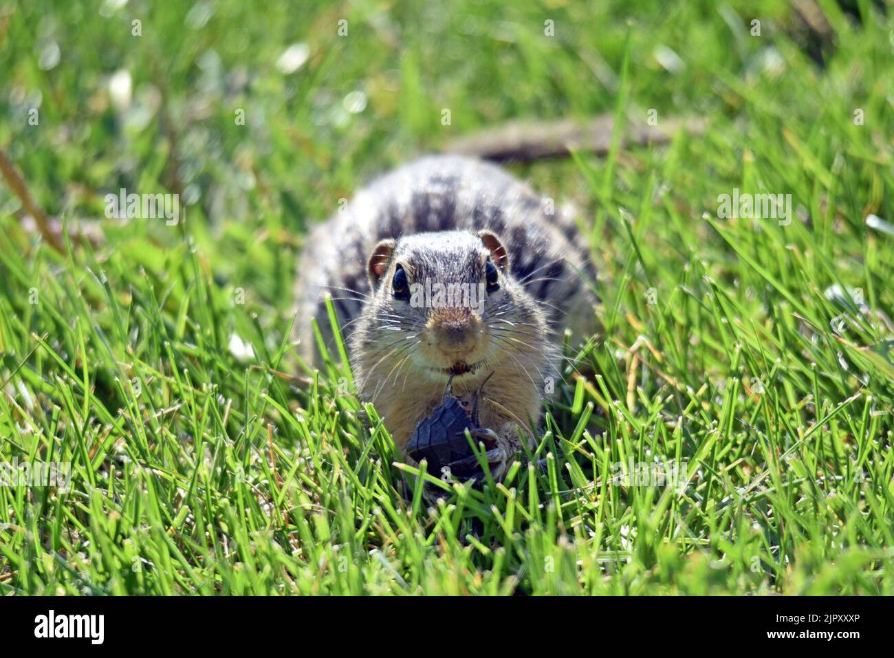 Thirteen-lined ground squirrel eating a baby painted turtle Stock Photo ...