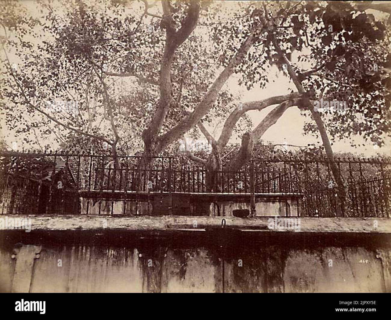 This Bodhi Tree is said to have grown from a shoot of the original one ...