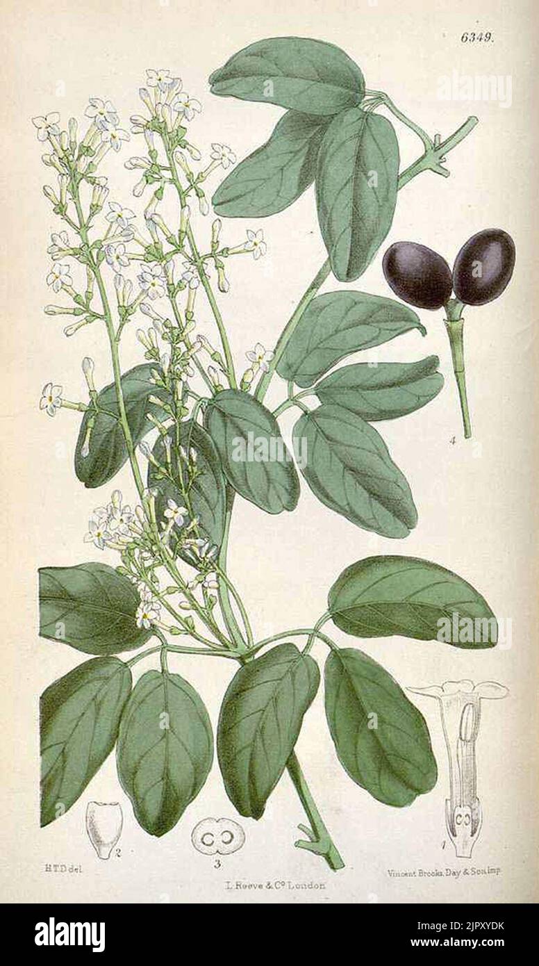 Didymum hi-res stock photography and images - Alamy