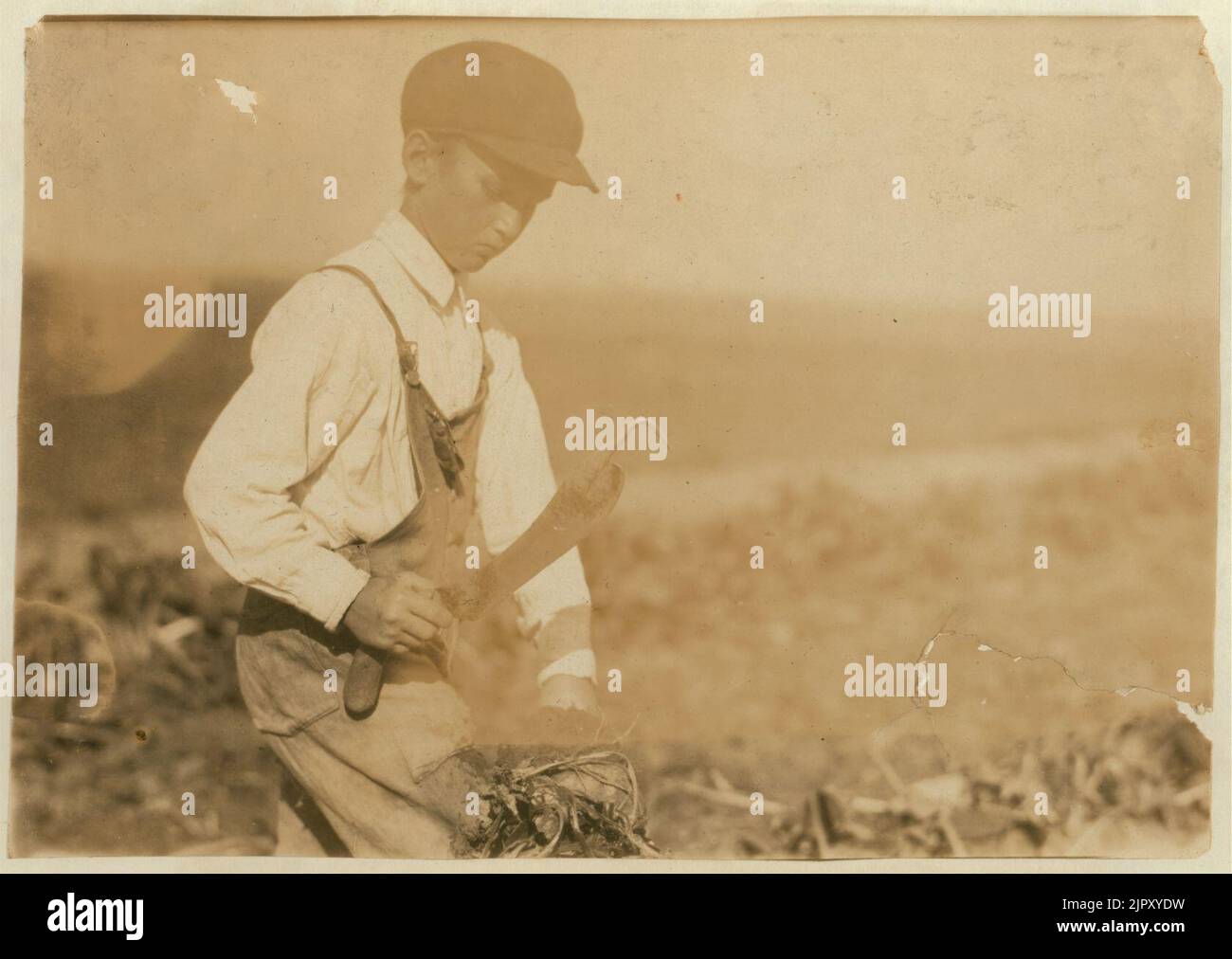 This shows a typical beet-topping knife, with the dangerous hook on the ...