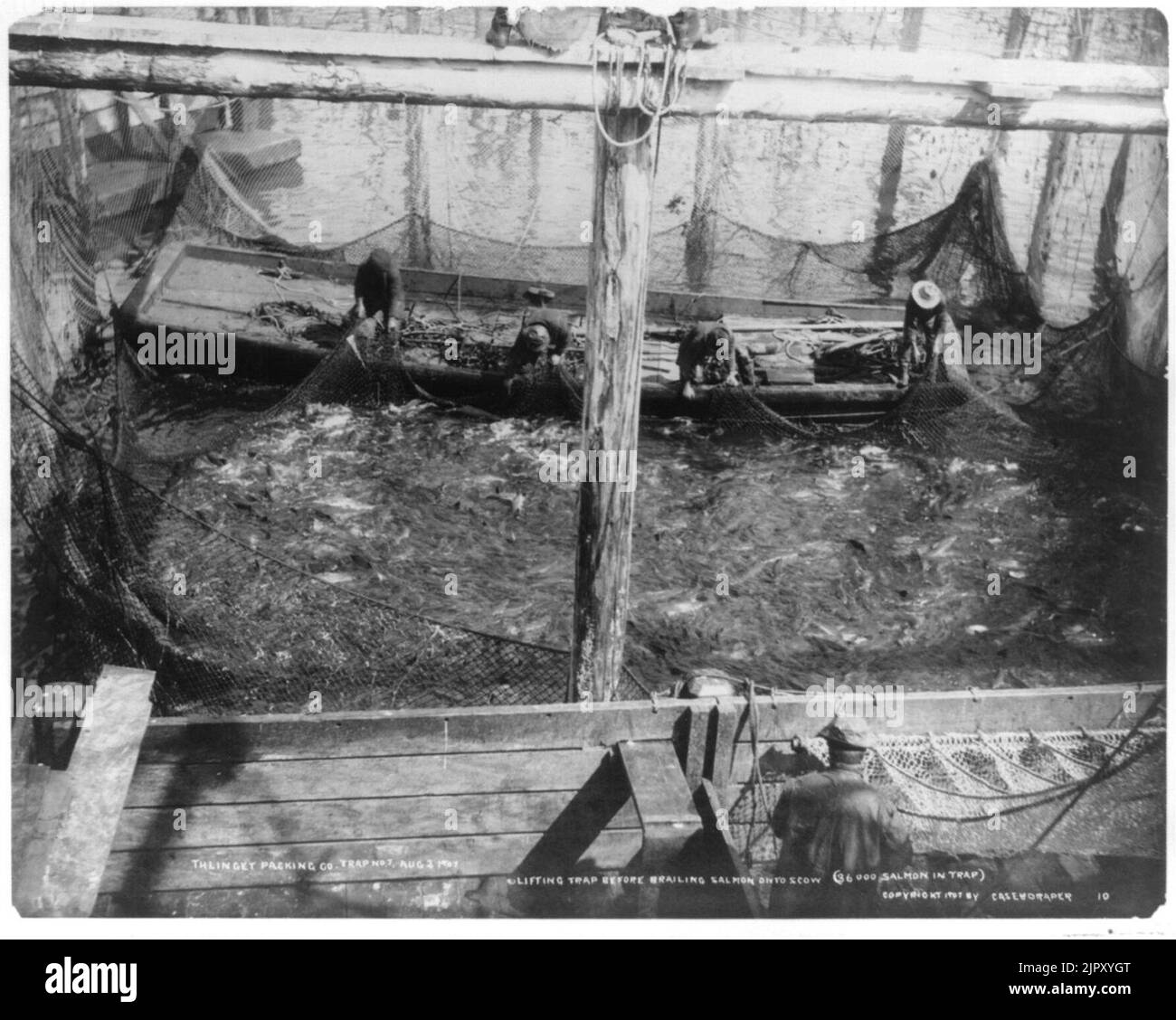 Thlinget Packing Co. trap no. 7, Aug. 2, 1907- Lifting trap before ...