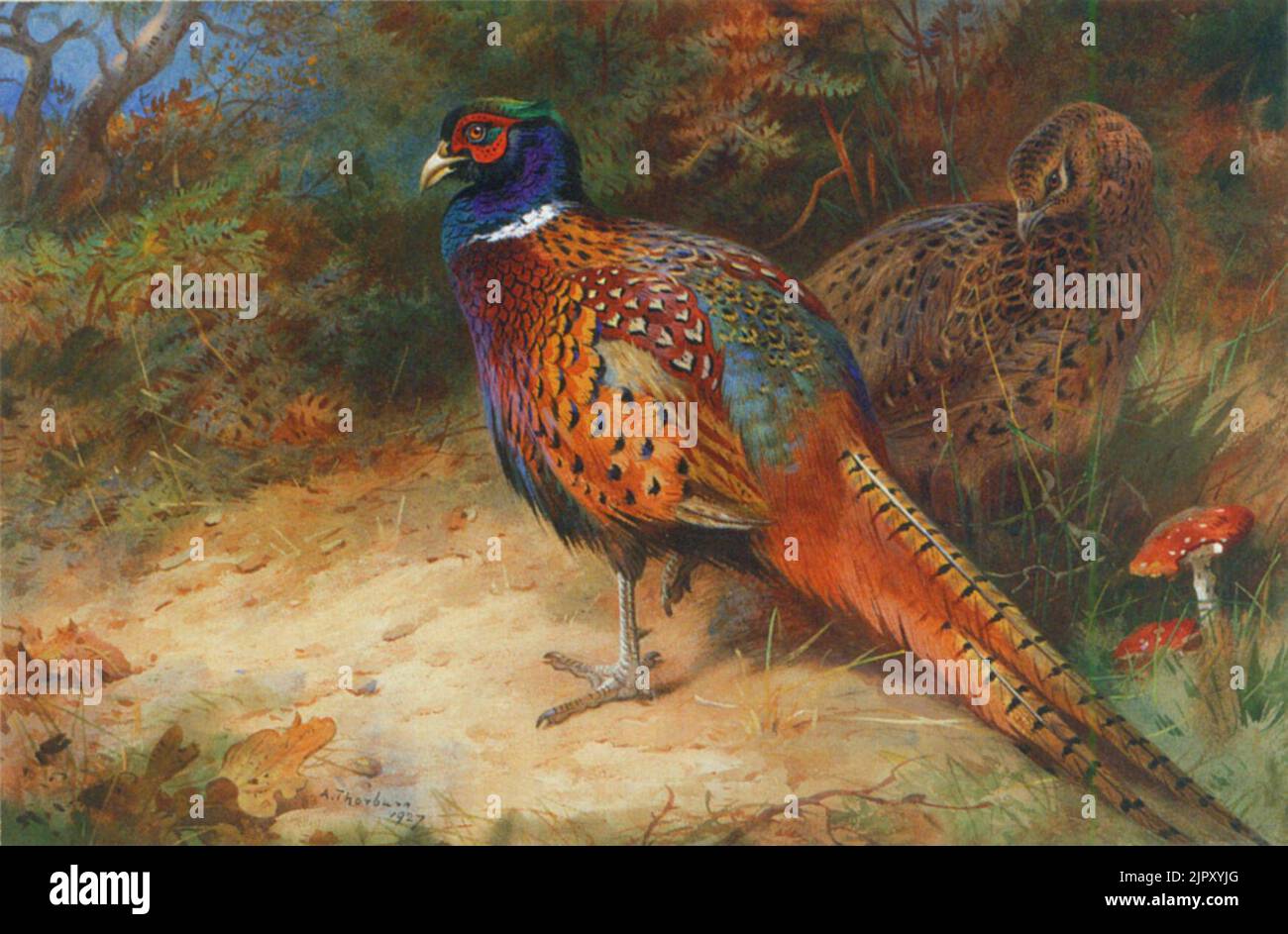 Henne hahn hi-res stock photography and images - Alamy