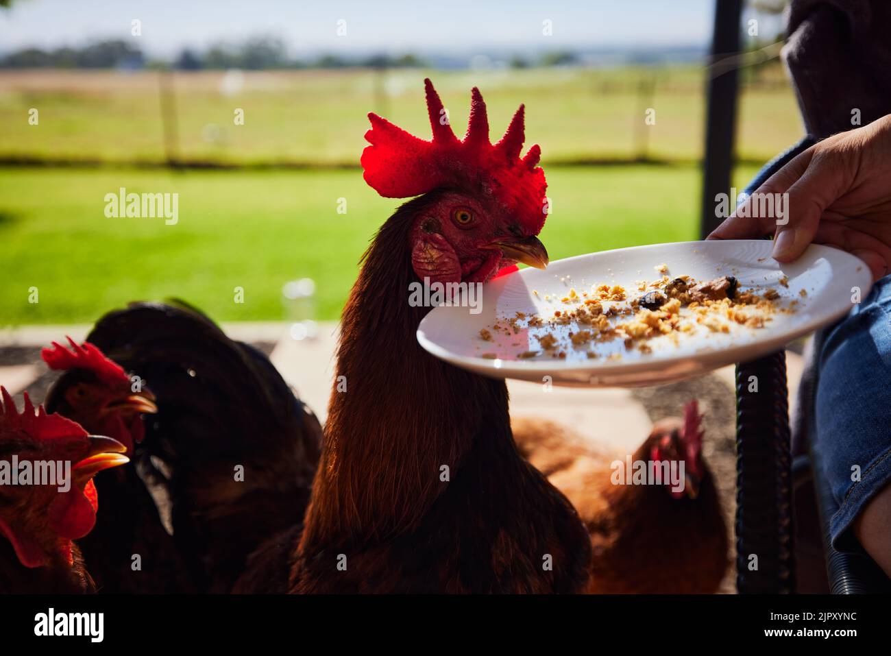 A Rooster eating from a plate in the Wine Estate, Tulbagh Valley ...
