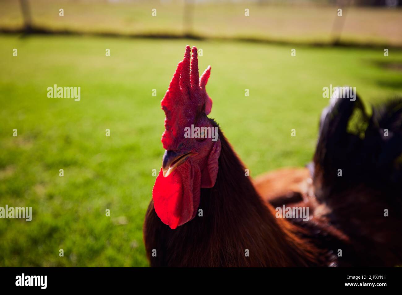 A Rooster in the Wine Estate, Tulbagh Valley, Western Cape, South ...