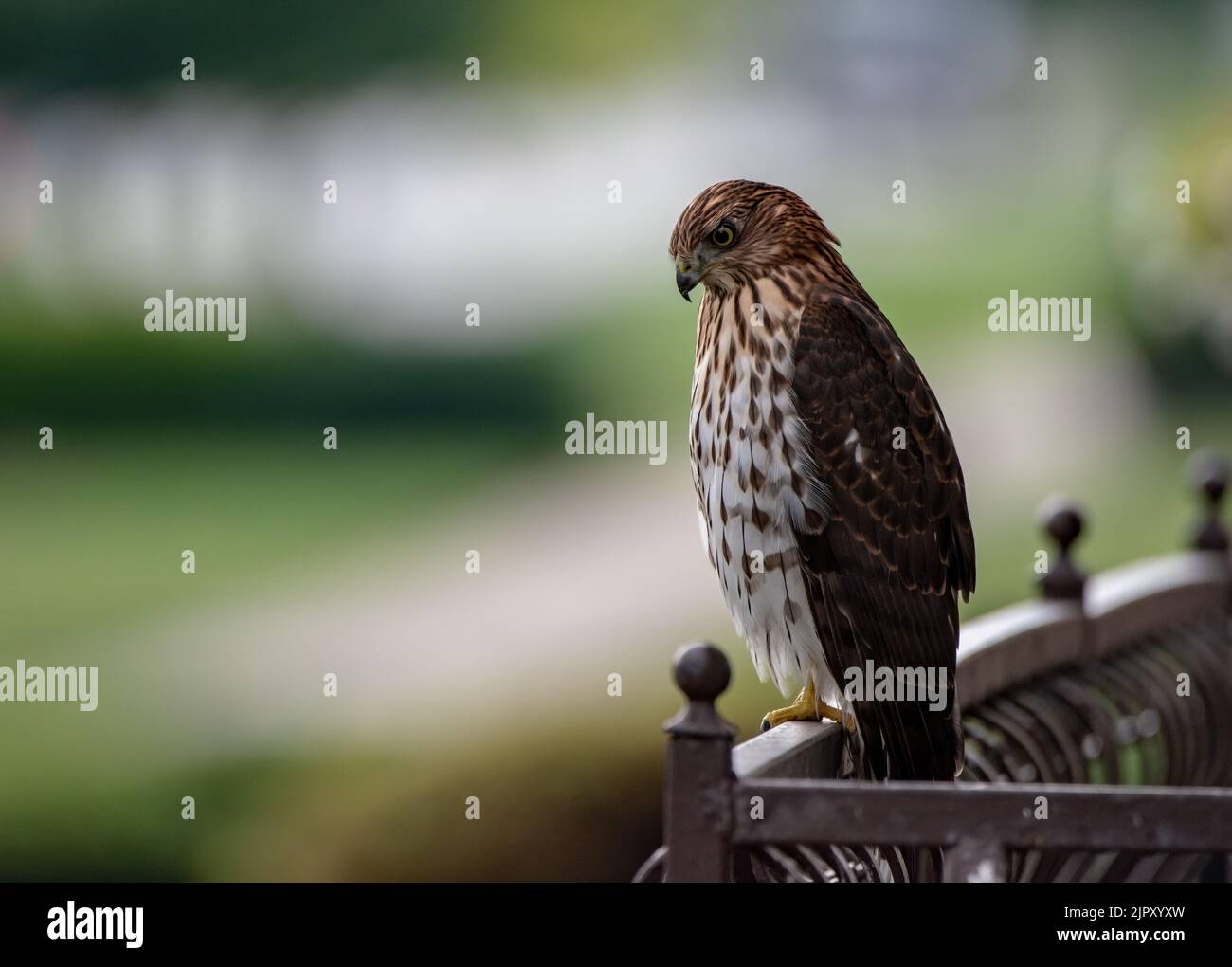 Close up shot of Broad-winged hawk sitting on balcony railing Stock ...