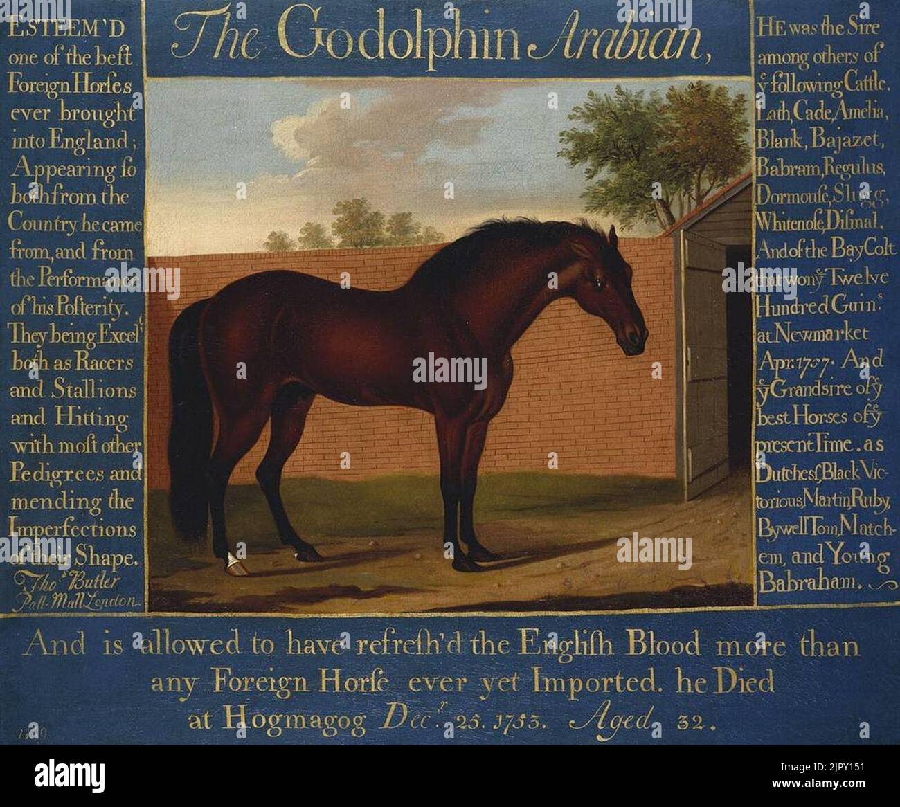 Thomas Butler (active 1750-55) - The Godolphin Arabian Stock Photo - Alamy