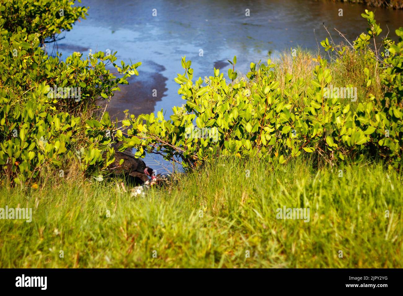 Black Point Wildlife Drive, Merritt Island National Wildlife Refuge ...