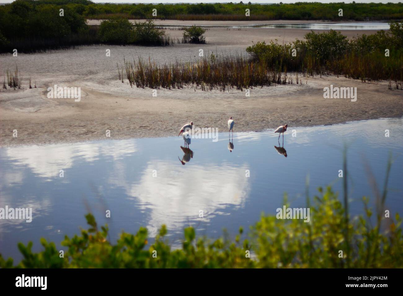 Black Point Wildlife Drive, Merritt Island National Wildlife Refuge ...