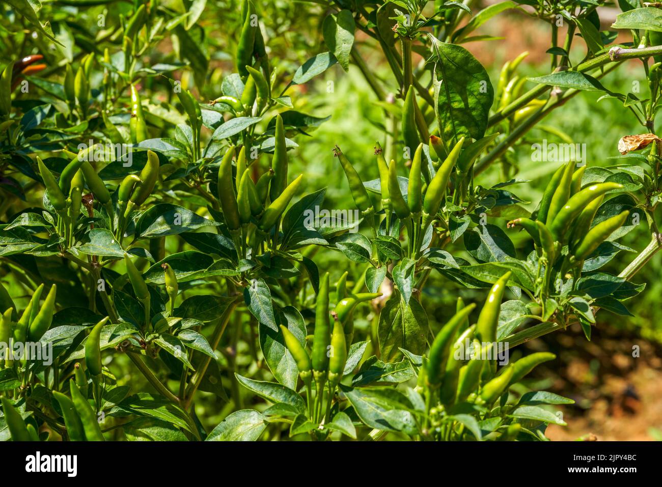 The peppers estate hi-res stock photography and images - Alamy