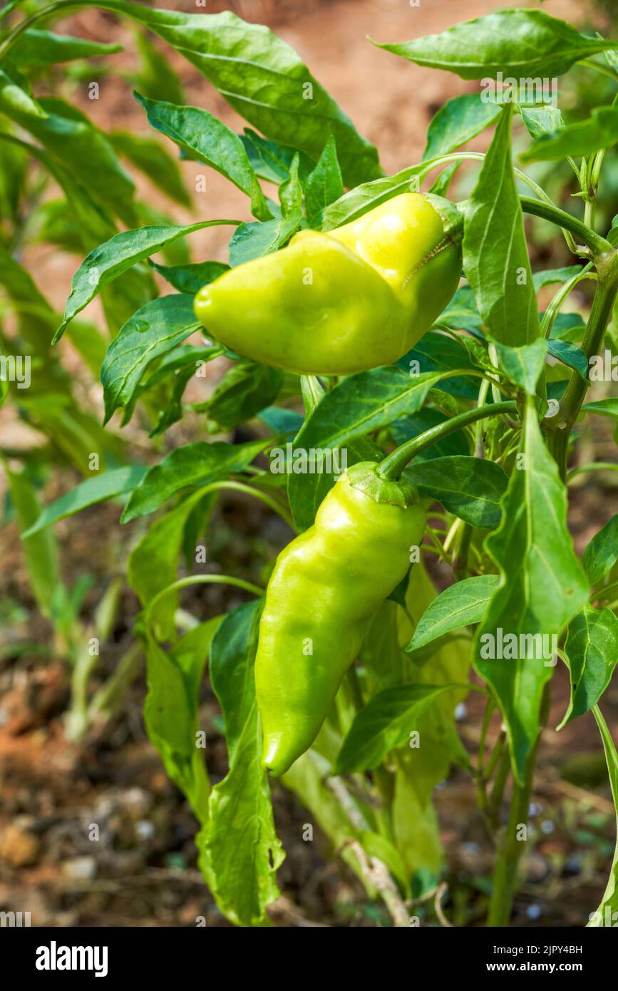 The peppers estate hi-res stock photography and images - Alamy