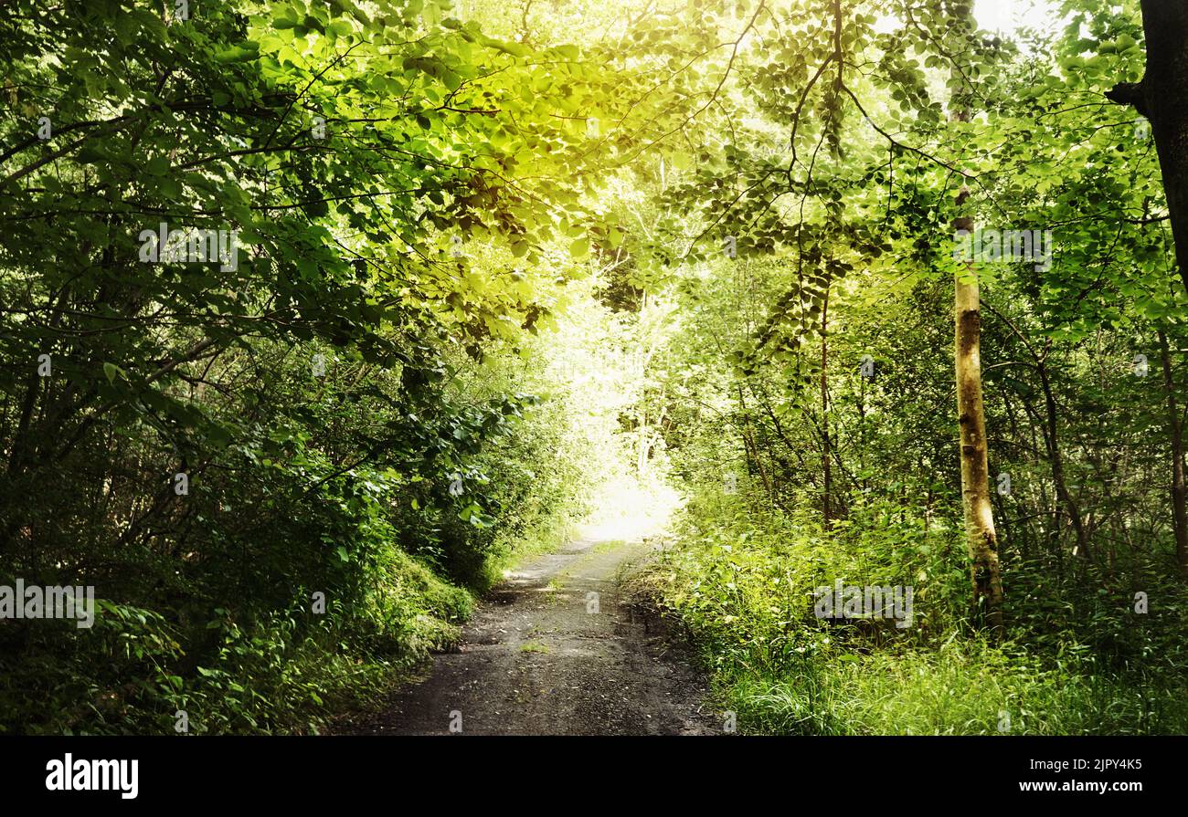 Walk through the wonderful woods. Still life shot of a forest landscape Stock Photo - Alamy