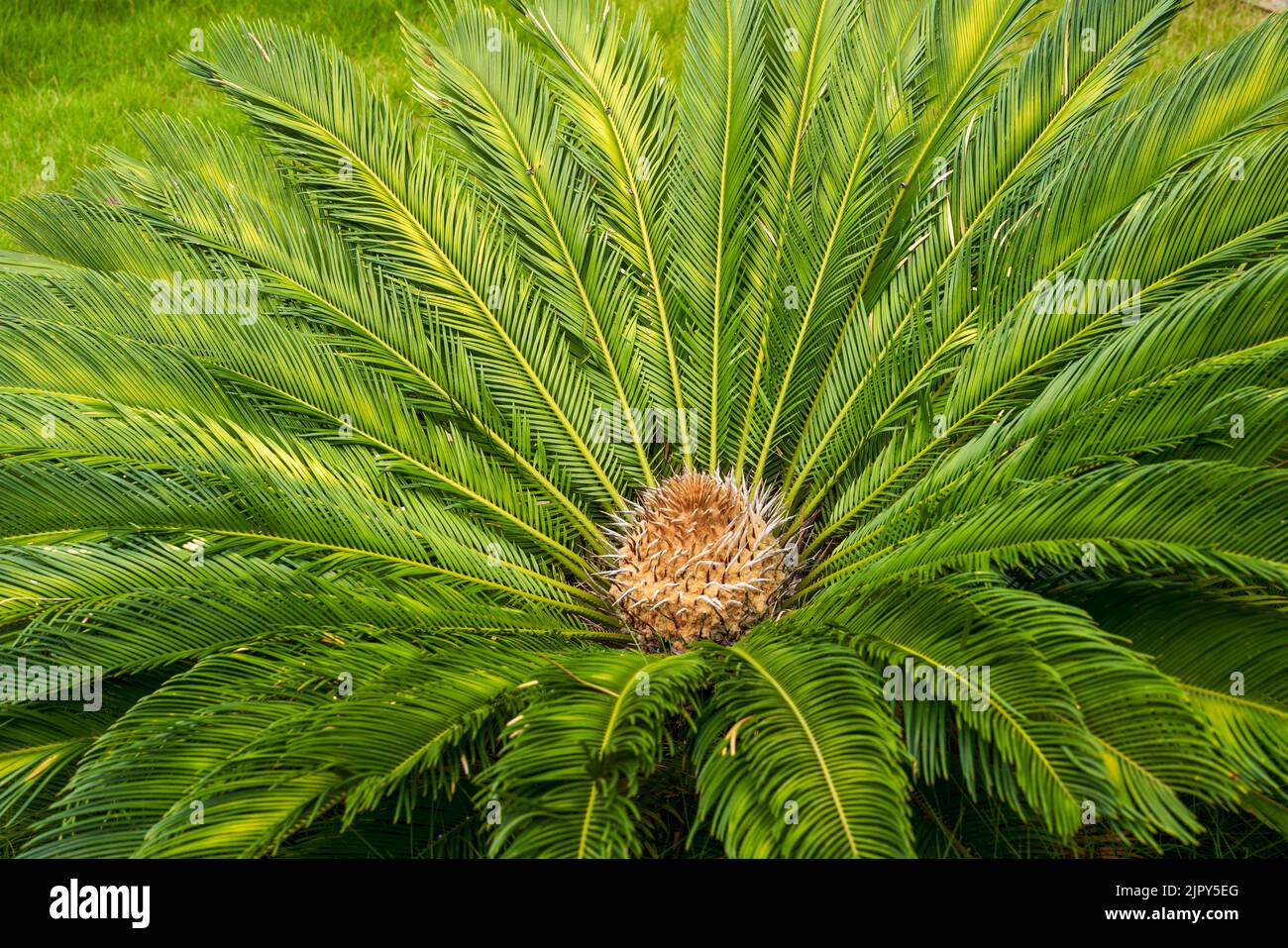 Cycads japan hi-res stock photography and images - Alamy