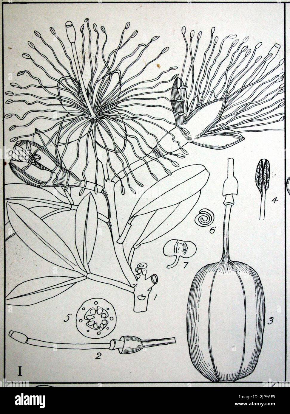 Thomas robertson hi-res stock photography and images - Alamy