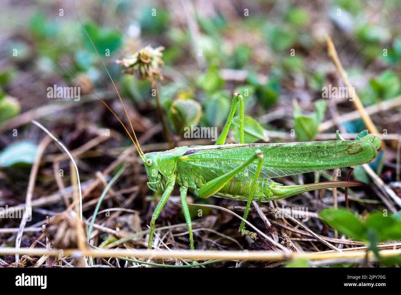 Mainz, Germany. 25th July, 2022. A large grasshopper (Tettigonia ...