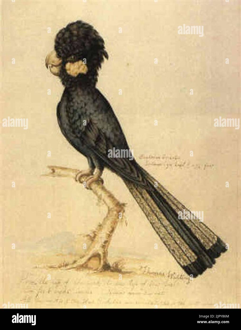 Thomas watling hi-res stock photography and images - Alamy