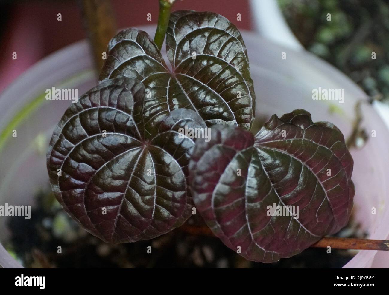 A red colored juvenile leaves of Dioscorea Discolor, a rare tropical ...
