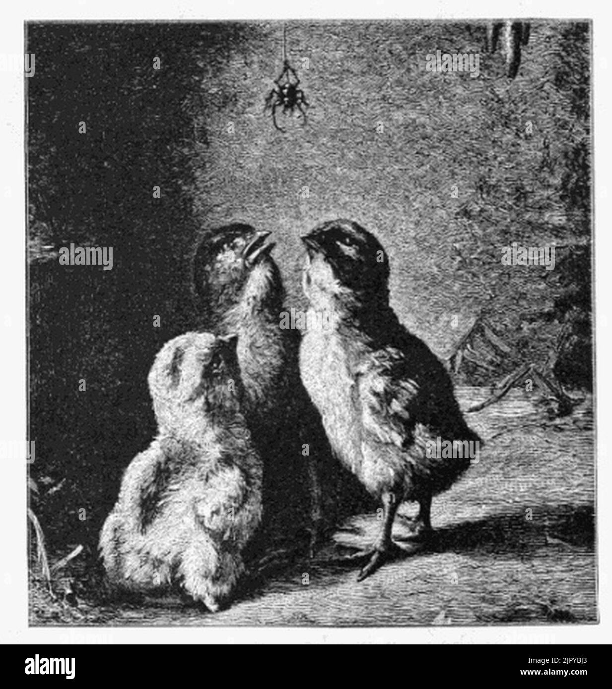 Three Chicks and The Spider Stock Photo - Alamy