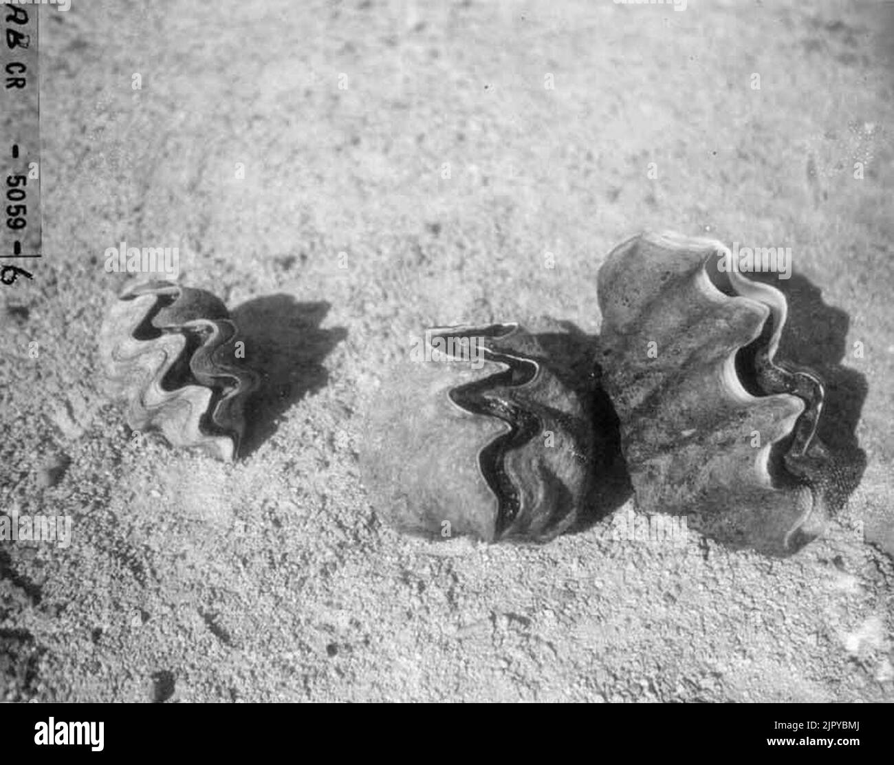 Three clams picked up at Namu Island, 1947 (DONALDSON 88 Stock Photo ...