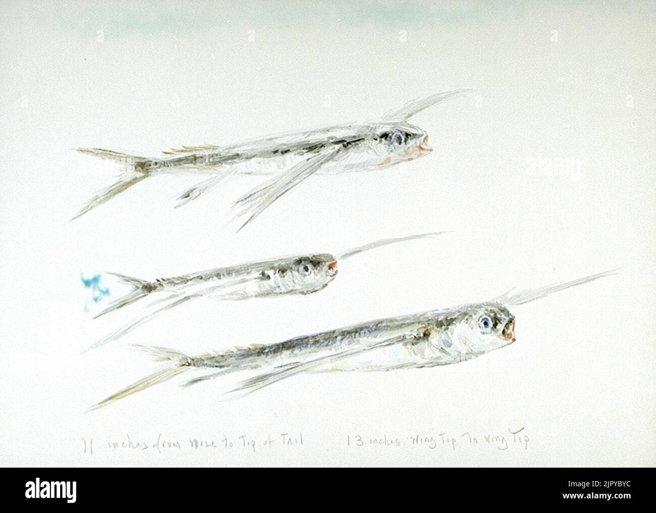 Three flying fish Stock Photo - Alamy