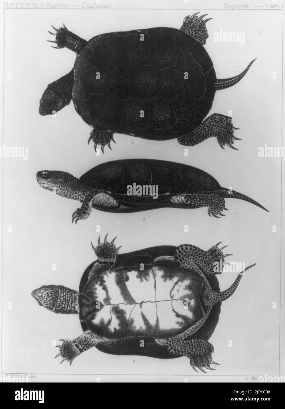 Three figures of a turtle - bottom view, side view and upper view Stock ...