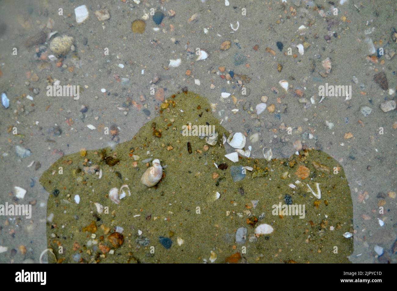 Underwater shells hi-res stock photography and images - Alamy