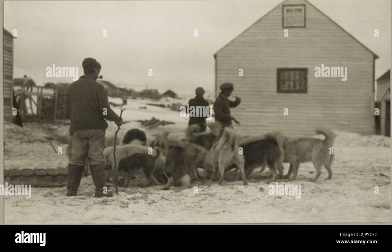 Three inuit men feeding Labrador huskies in Nain, Canada Stock Photo ...